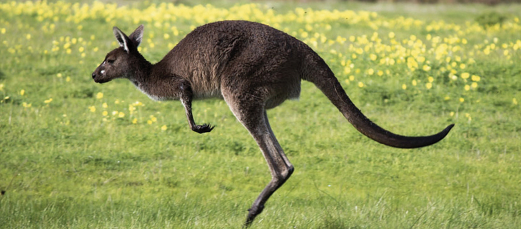 THE KANGOROO – MORE THAN JUST A STRETCH-SHORTENING PHENOMENON - nHANCE ...
